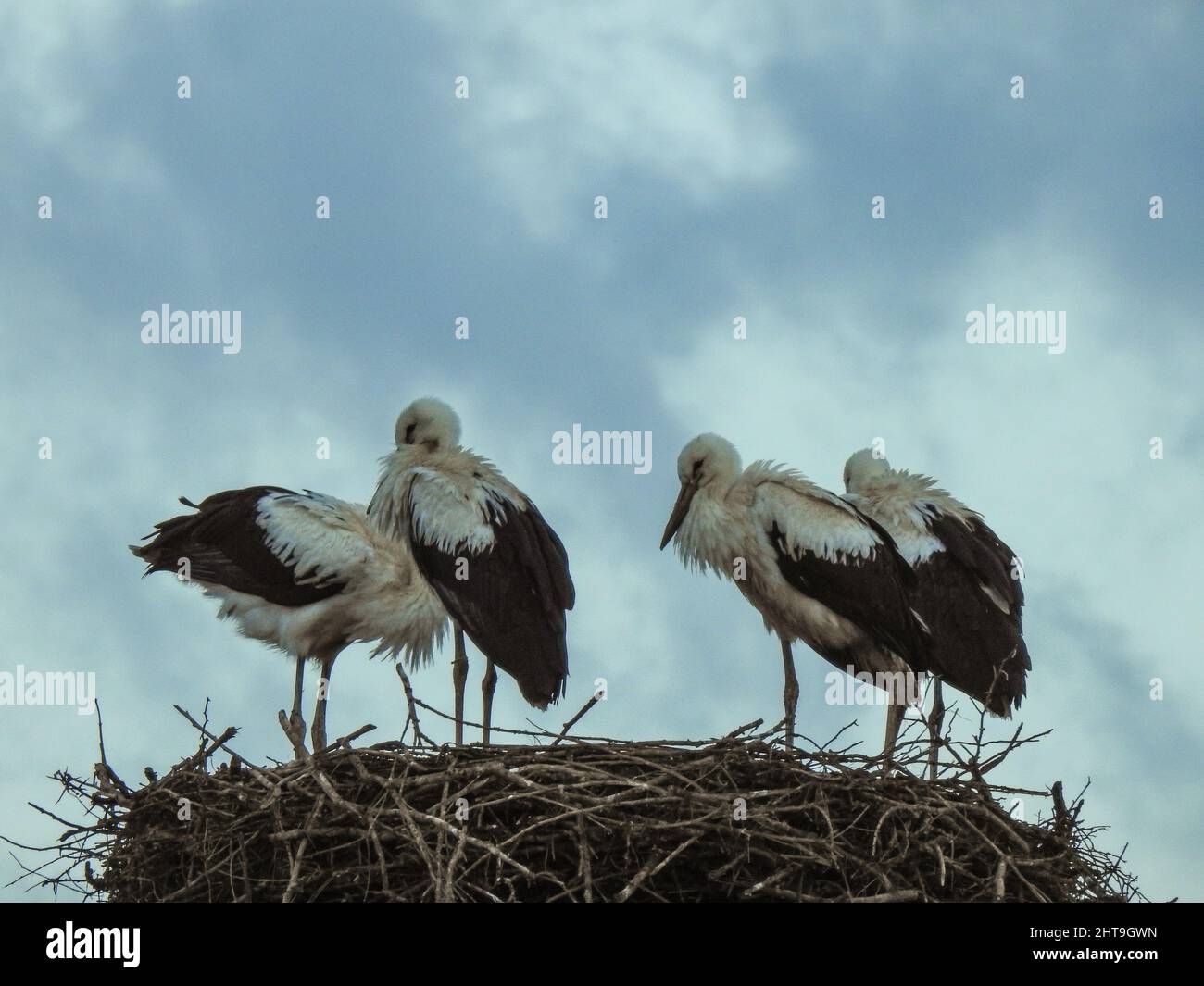 Bunch of storks hi-res stock photography and images - Alamy