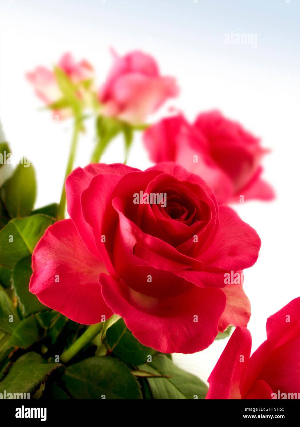 Blowing roses hi-res stock photography and images - Alamy