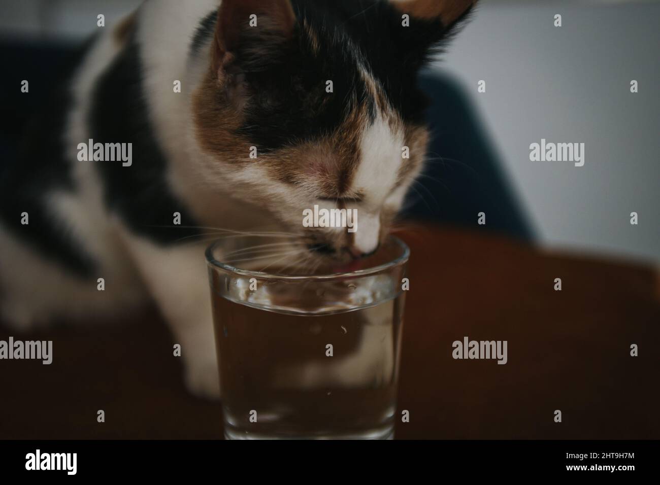 Cat drinking water glass hi-res stock photography and images - Alamy