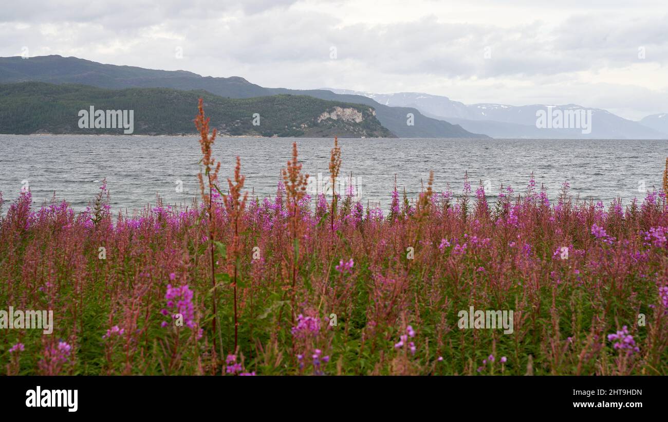 Beautiful view of purple Fireweed flowers field by a water sea and ...