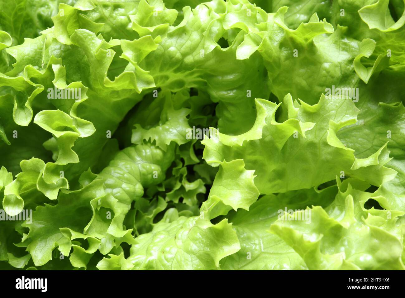 Closeup of a Batavia lettuce salad for food background Stock Photo - Alamy