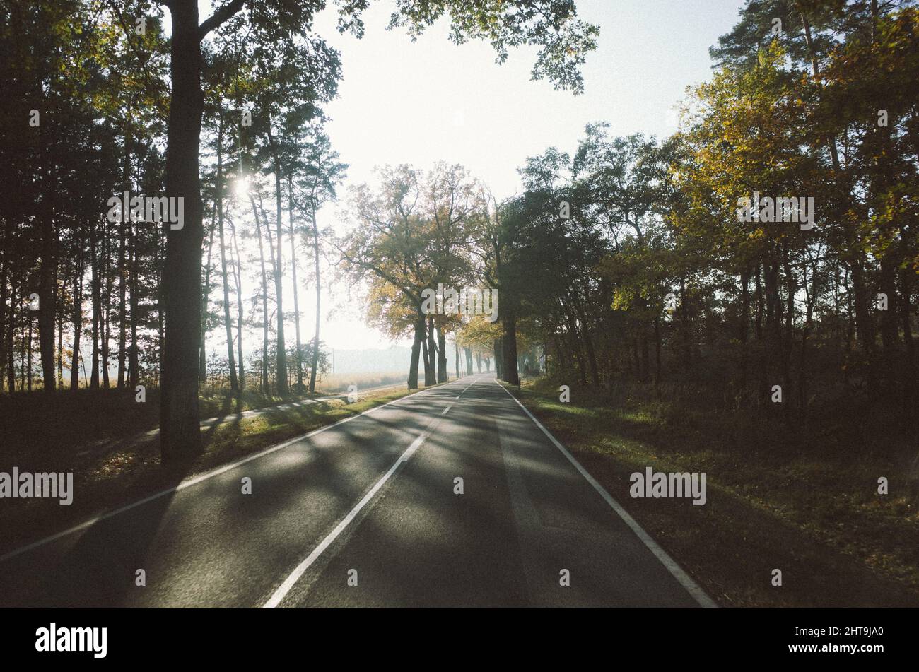 Photo of a road among trees with the sun peering through Stock Photo ...