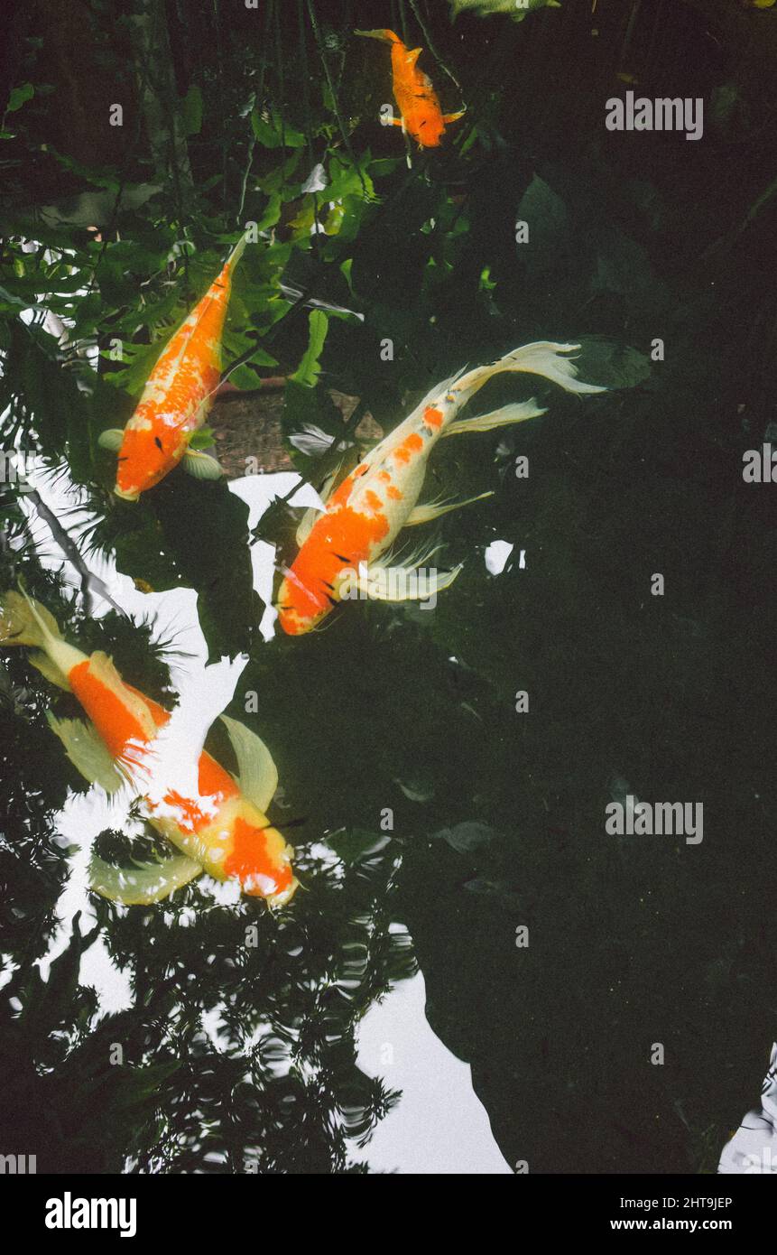 Vertical photo of goldfish in a pond Stock Photo - Alamy