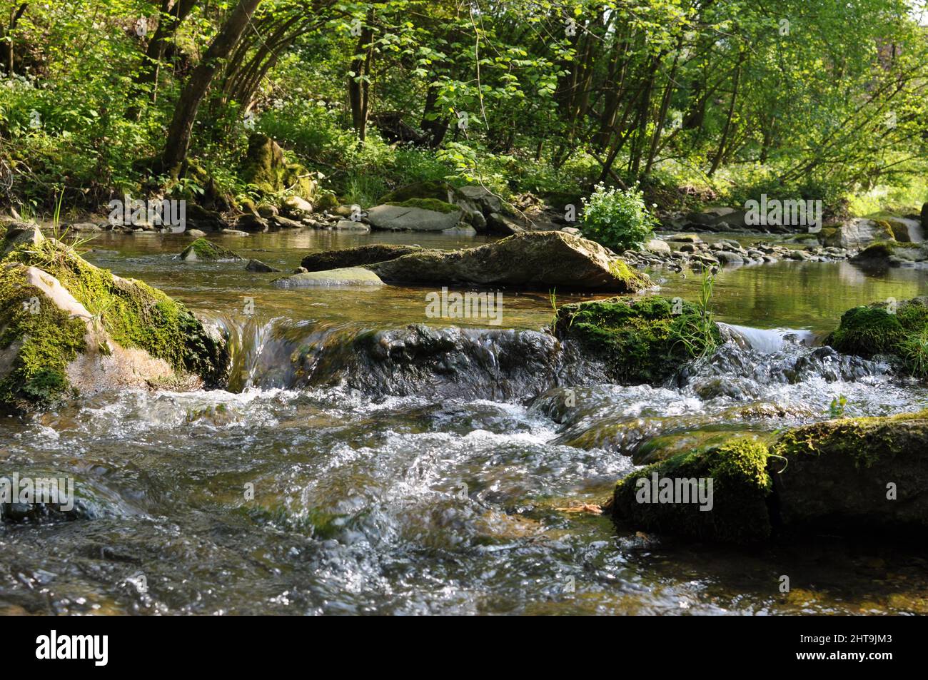 Beautiful view of a river in a forest with large trees Stock Photo - Alamy