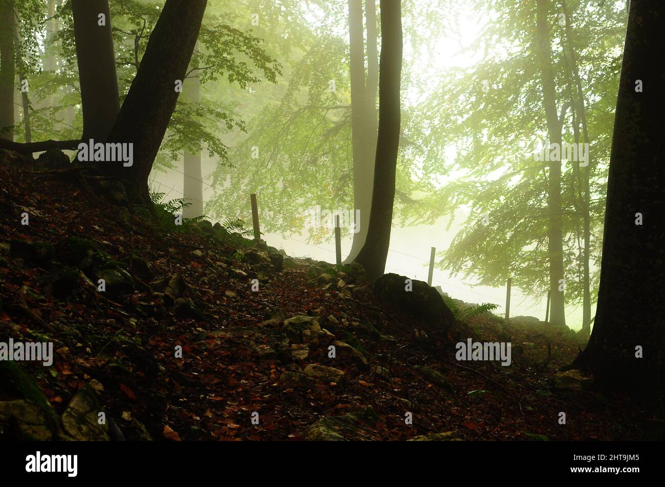 Beautiful view of the forest hi-res stock photography and images - Alamy