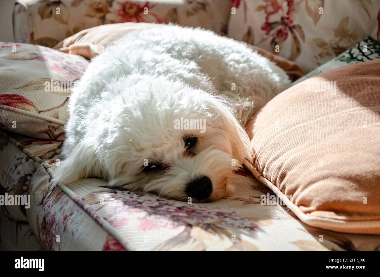 A cute, white, fluffy cavapoo puppy dog lying down and relaxing on a ...
