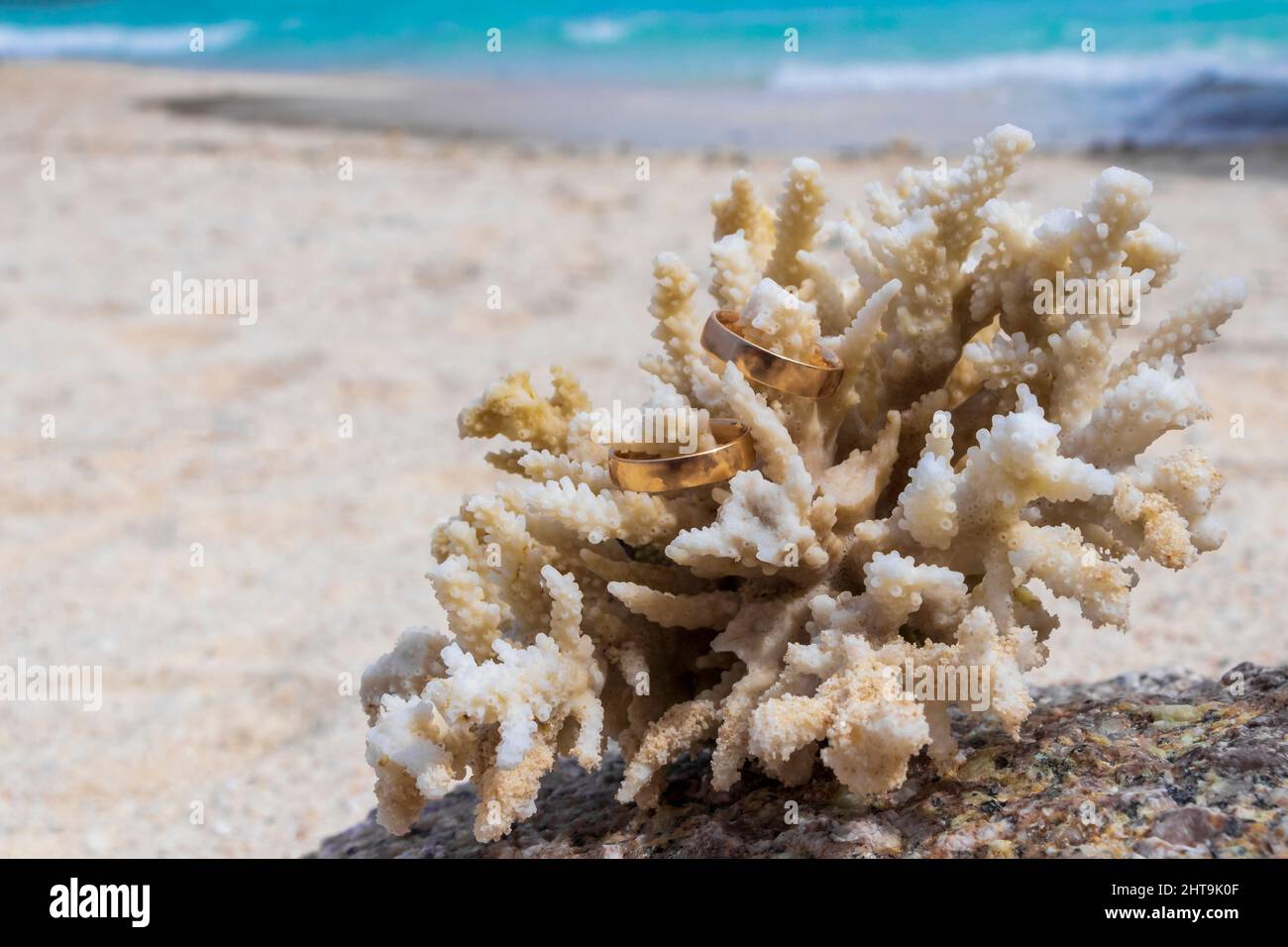 Wedding rings on coral on the beach. Honeymoon on Koh Nang Yuan ...