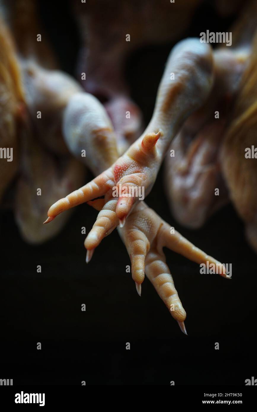 Vertical closeup photo of birds' legs and a black background Stock ...