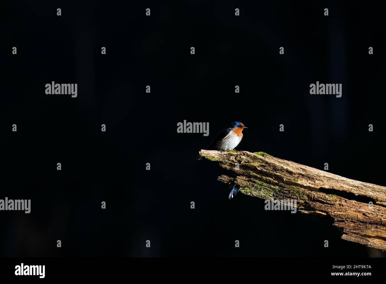 Cute Welcome swallow bird perched on the wood under the sunlight in ...