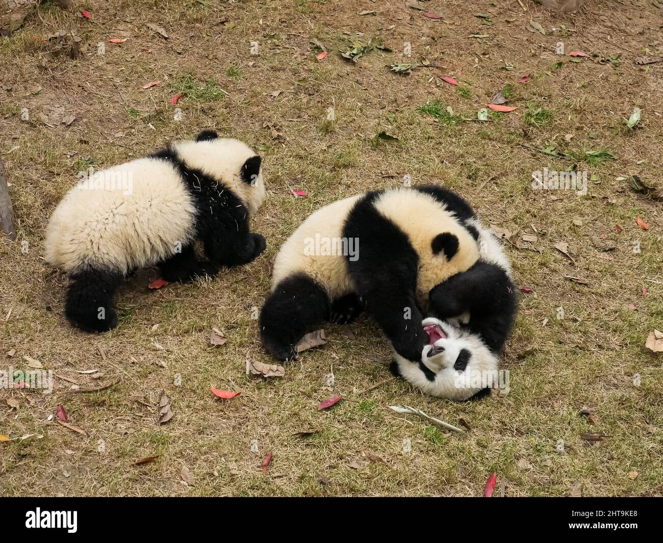 Lovely playing together at Chengdu Panda Base in China Stock Photo - Alamy