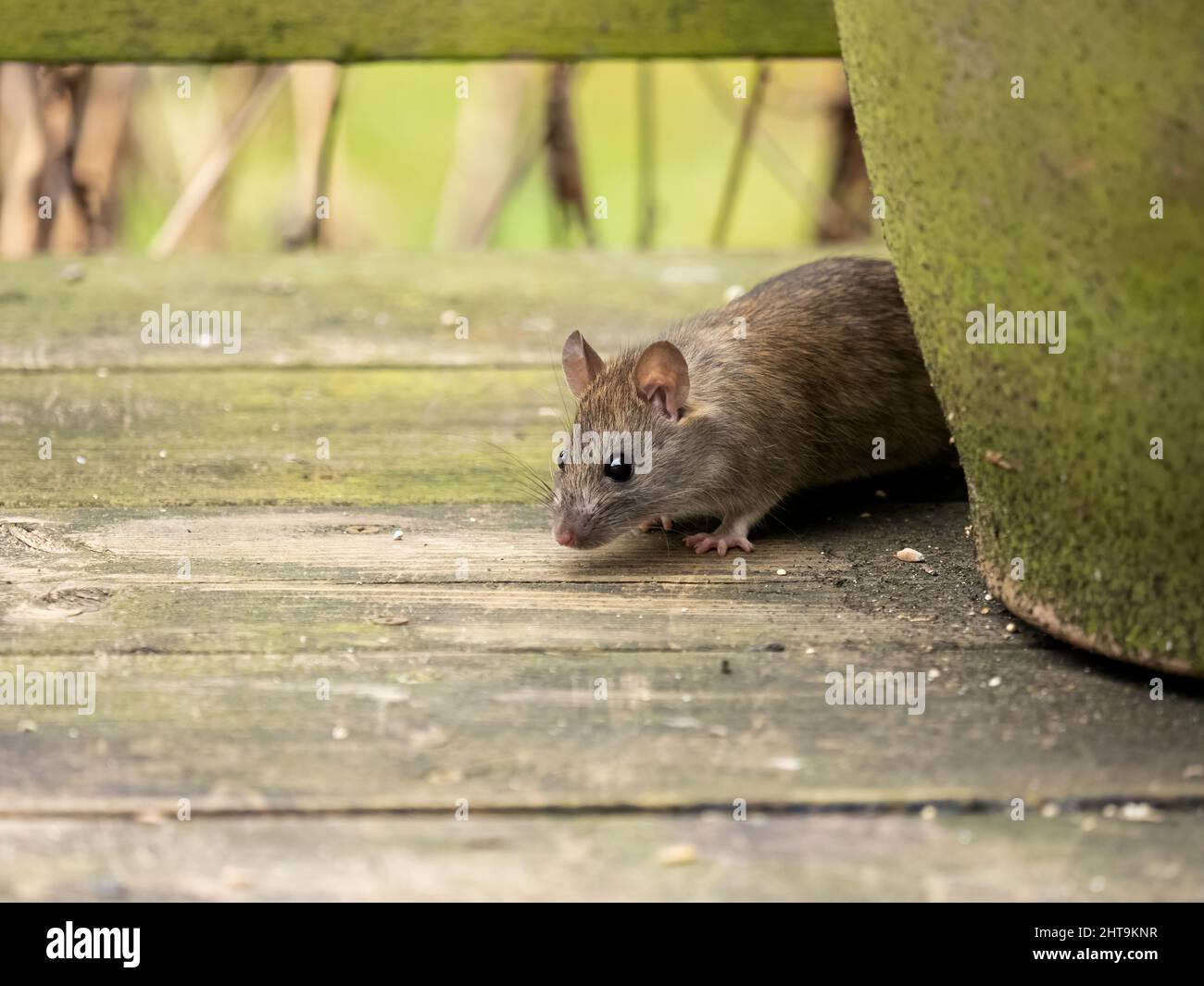 cute young wild grey and brown ship rat (Rattus rattus) peeking out ...