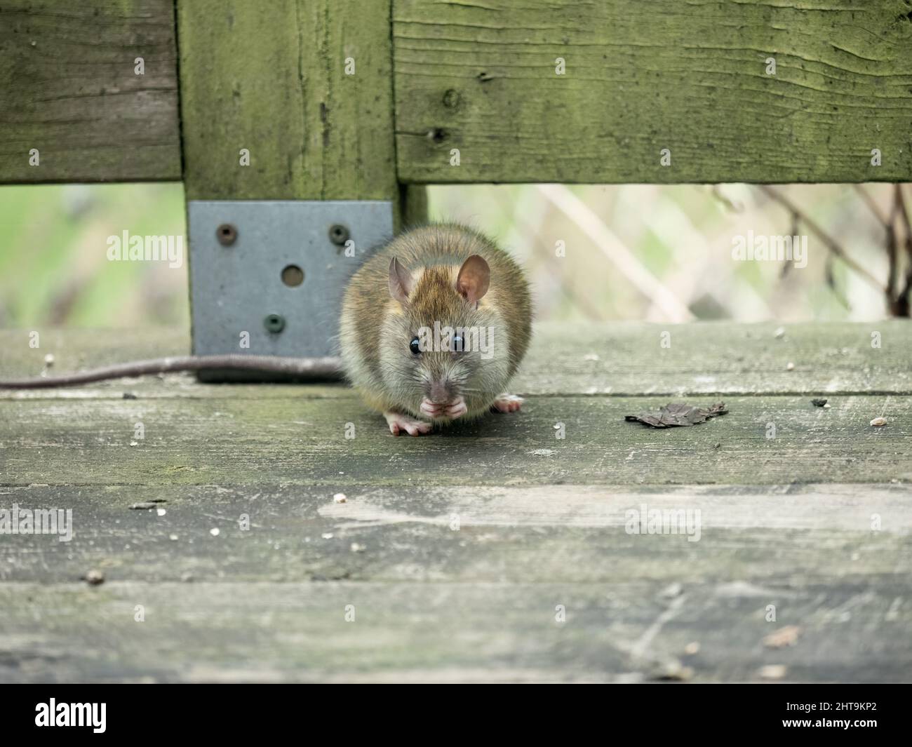 young wild ship rat (Rattus rattus) facing the camera while eating a ...