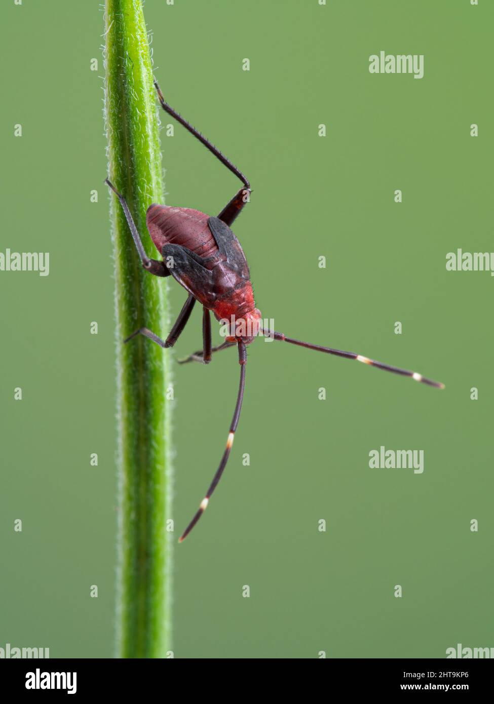 a brightly colored red plant bug nymph (Adelphocoris rapidus), resting ...