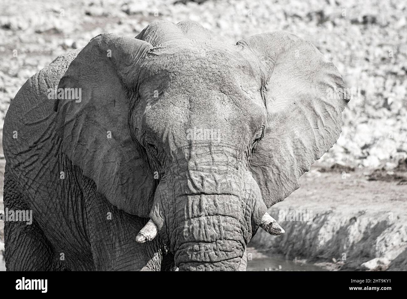 Grayscale of an elephant Stock Photo - Alamy