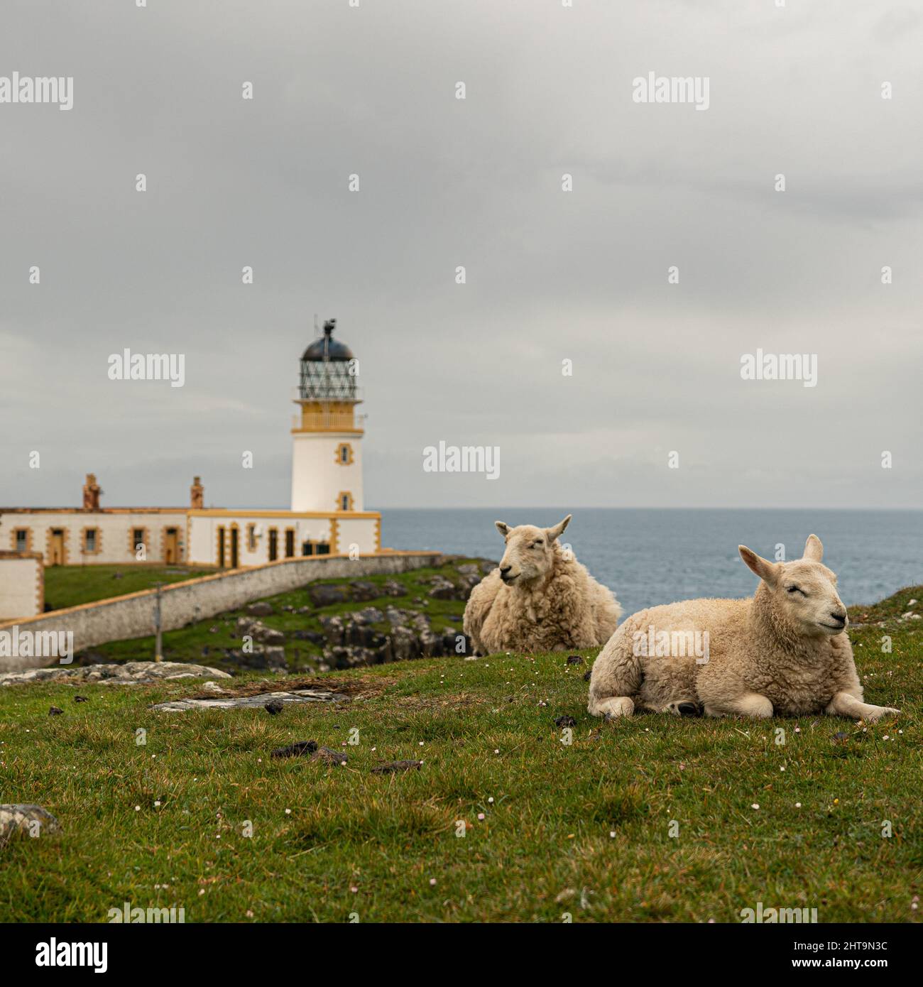 Sheep on the field next to Neist Point Lighthouse in the Isle of Skye ...