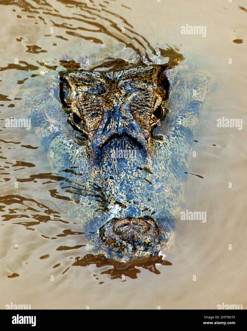 Closeup of Black Caiman (Melanosuchus niger) head camouflaged in river ...