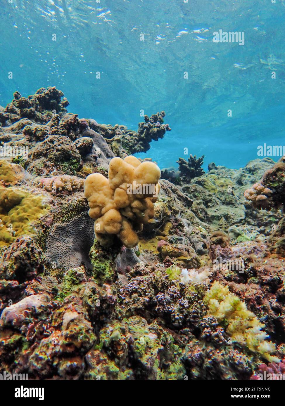Beautiful coral reef underwater Stock Photo - Alamy