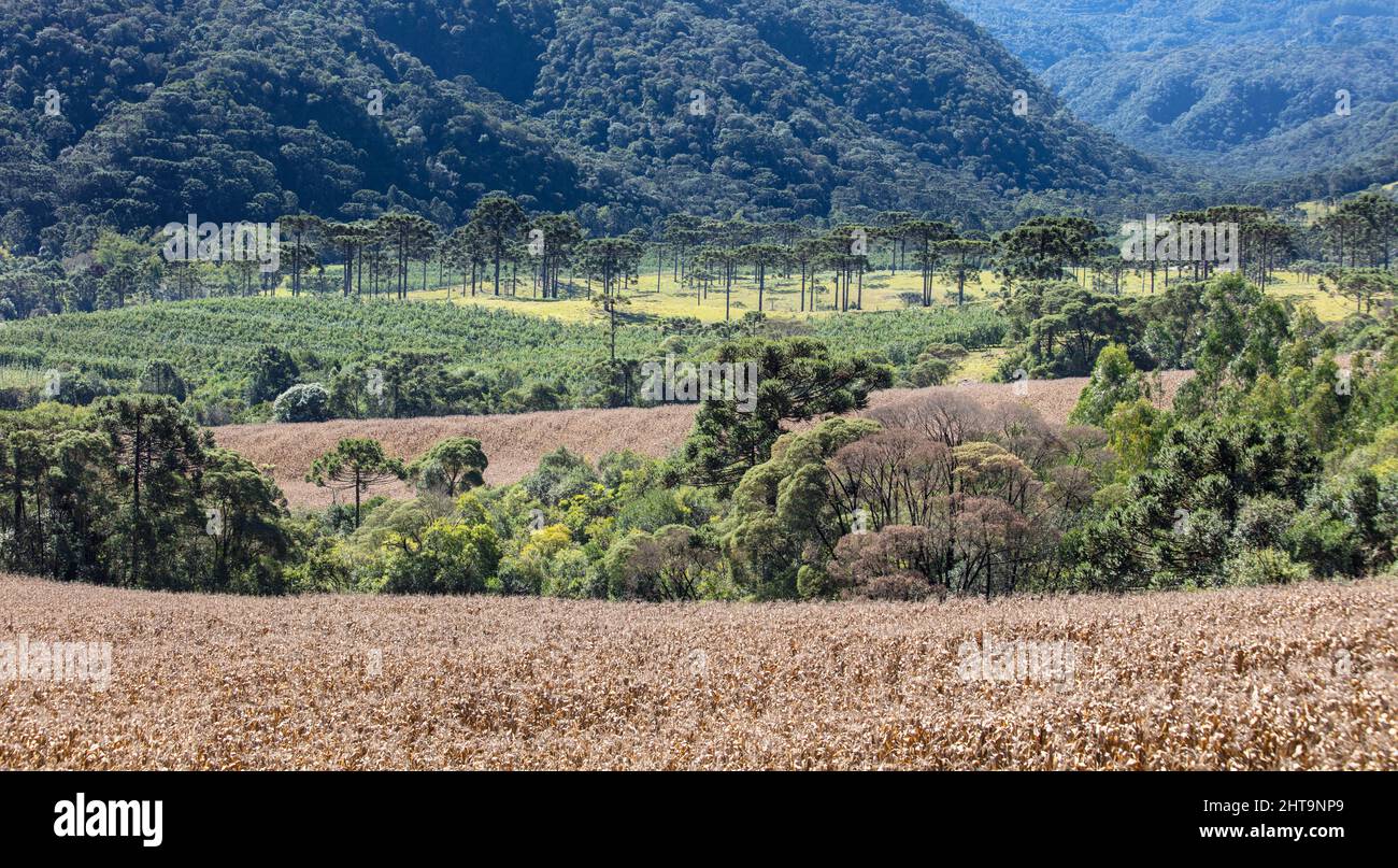 Rural landscape in southern Brazil with forests, pasture, and corn ...