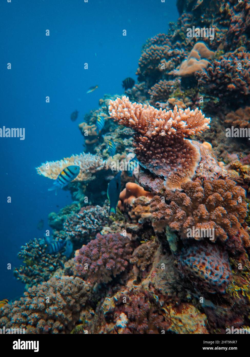 Beautiful coral reef underwater Stock Photo - Alamy