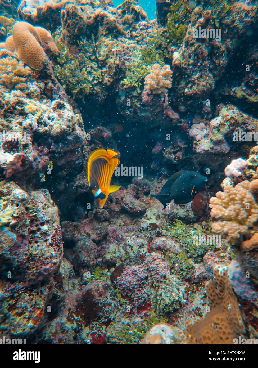 Beautiful coral reef underwater Stock Photo - Alamy
