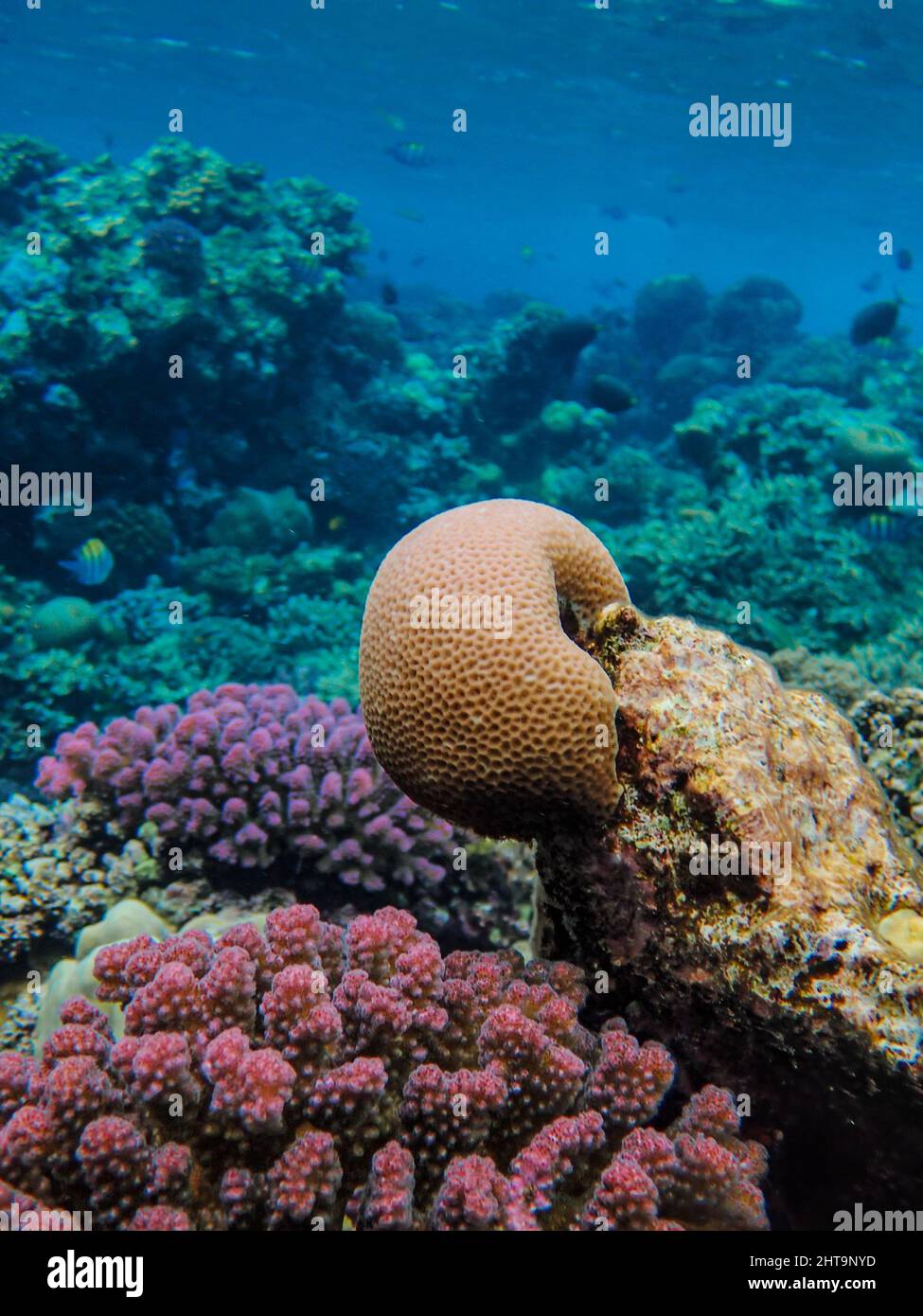 Beautiful coral reef underwater Stock Photo - Alamy