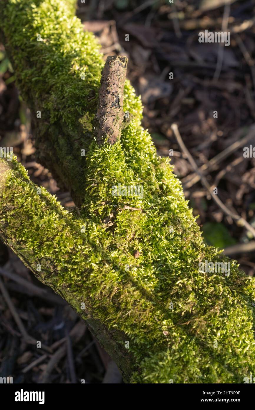 Terrestrial algae hi-res stock photography and images - Alamy