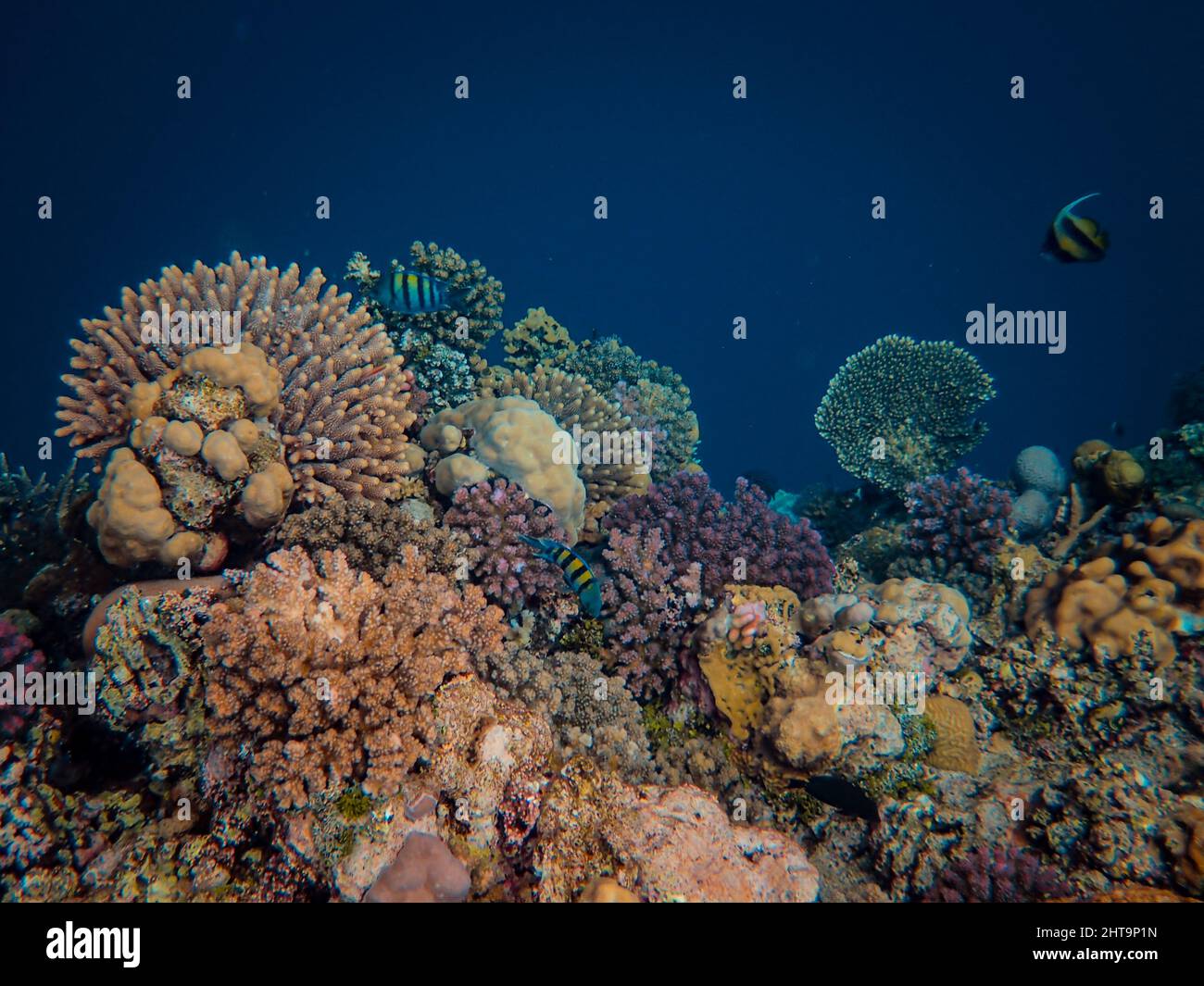 Beautiful coral reef underwater Stock Photo - Alamy