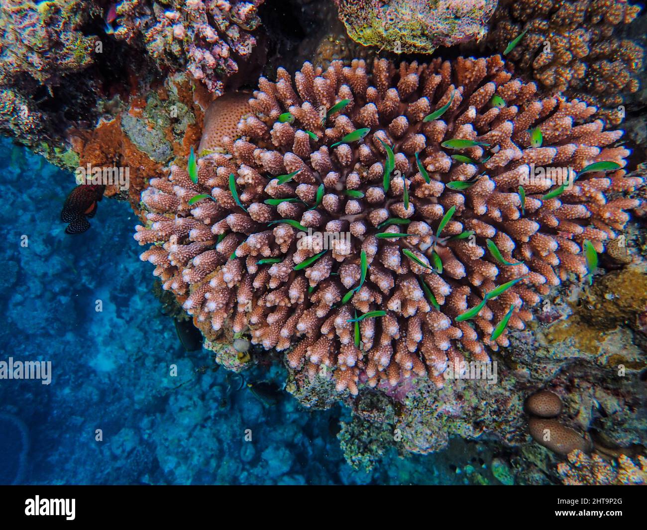 Beautiful coral reef underwater Stock Photo - Alamy