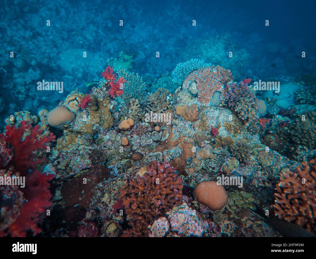 Beautiful coral reef underwater Stock Photo - Alamy