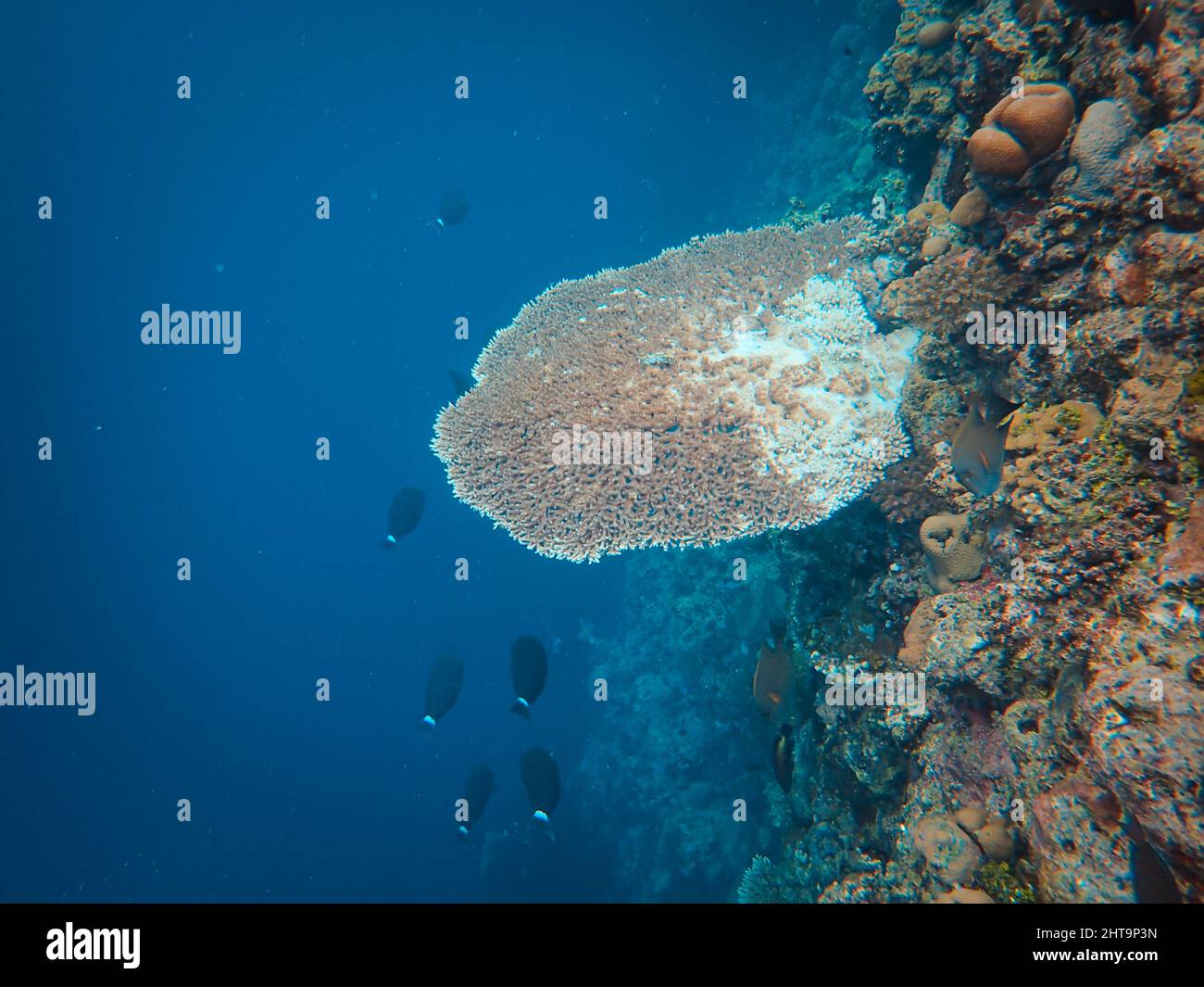 Beautiful coral reef underwater Stock Photo - Alamy