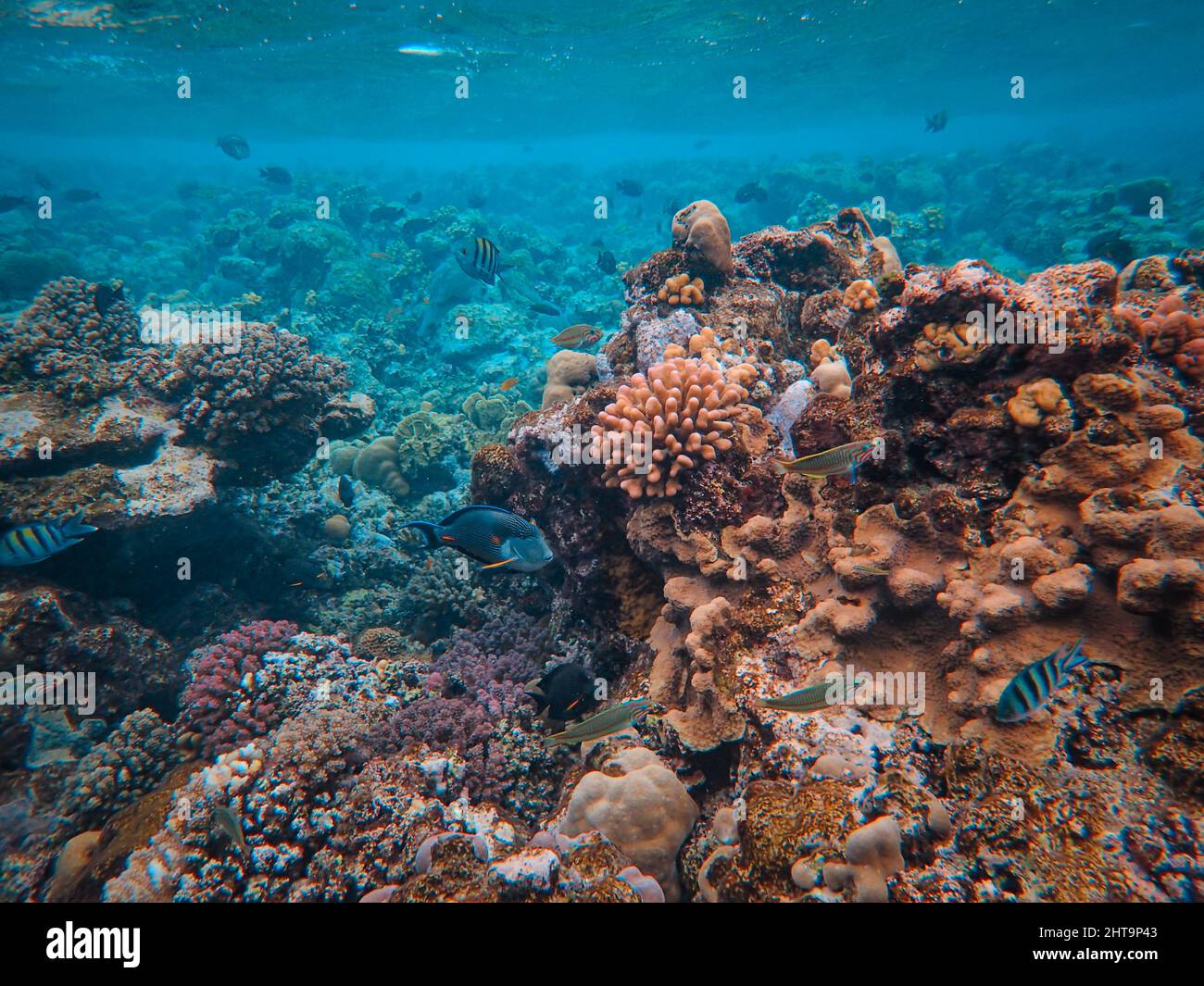 Beautiful coral reef underwater Stock Photo - Alamy