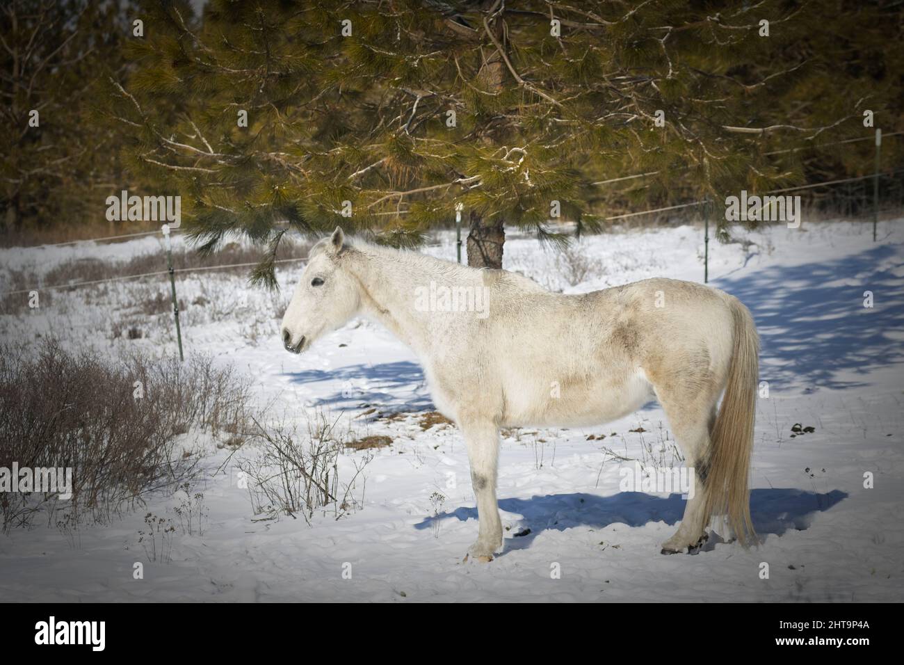 Side view portrait of a white horse in a snow covered field near Cheney ...