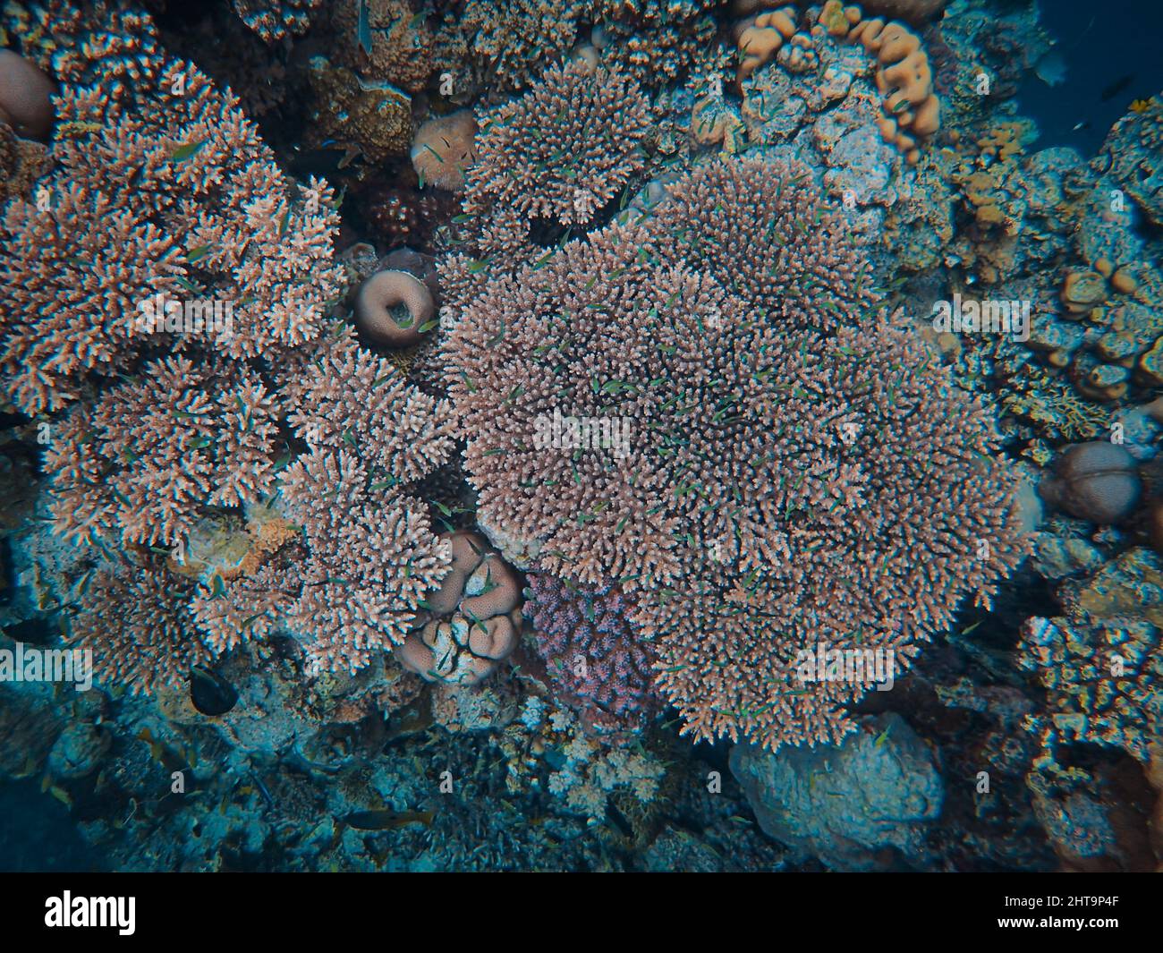 Beautiful coral reef underwater Stock Photo - Alamy