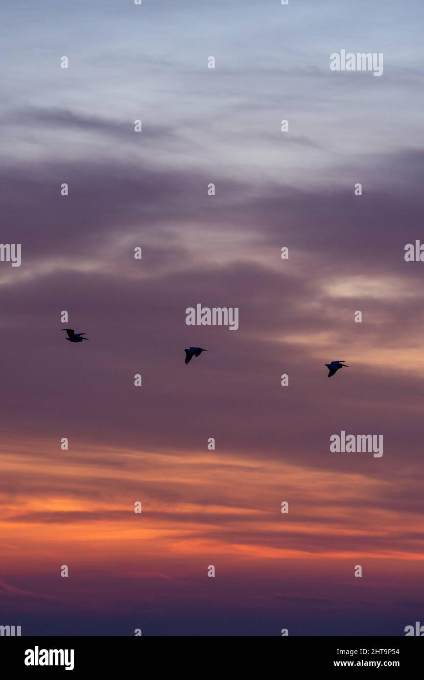 Vertical background of flying birds silhouettes against vibrant orange ...