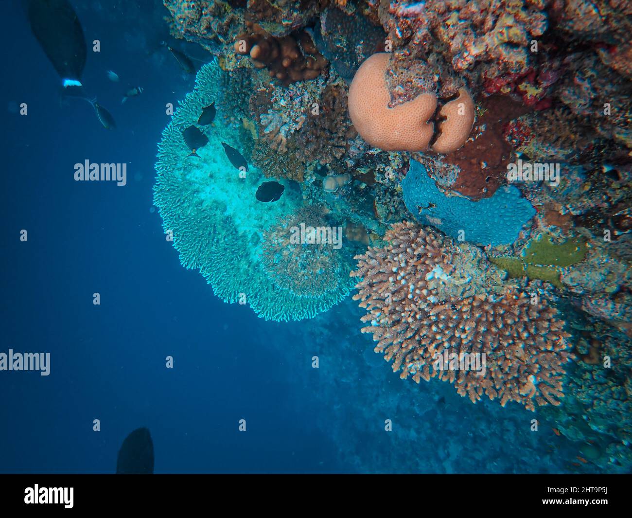 Beautiful coral reef underwater Stock Photo - Alamy