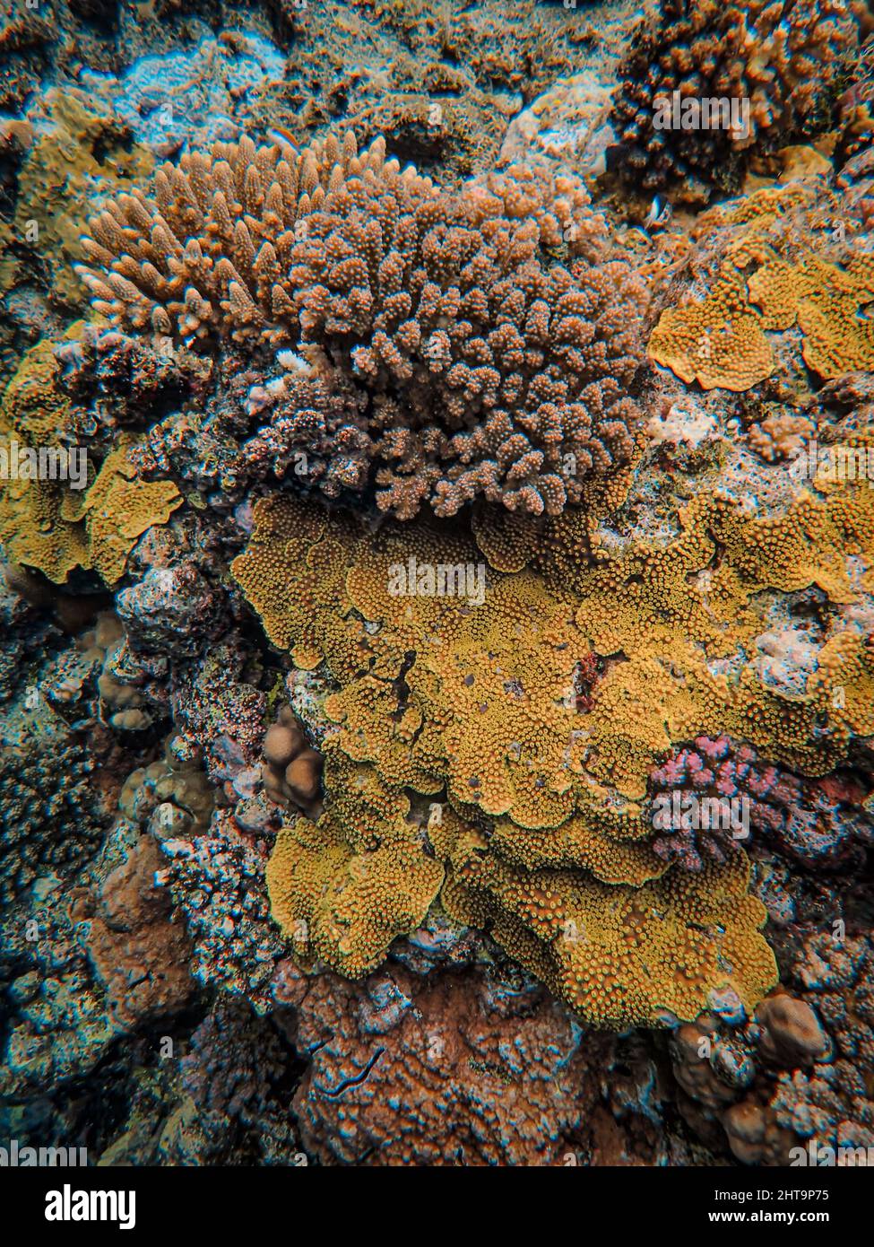 Beautiful coral reef underwater Stock Photo - Alamy