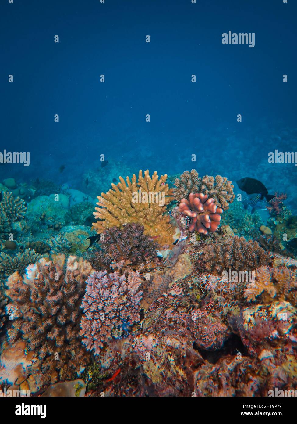 Beautiful coral reef underwater Stock Photo - Alamy