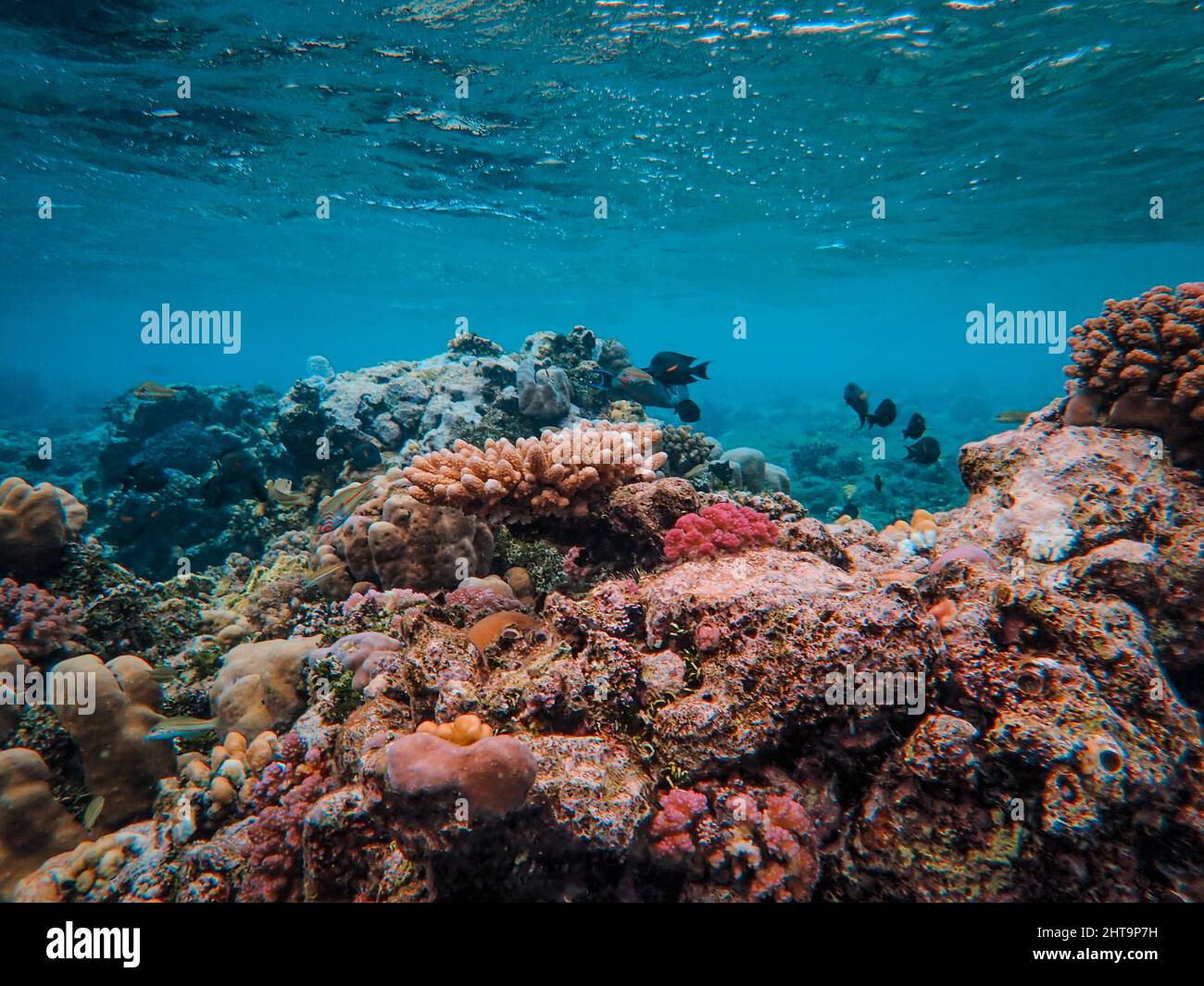 Beautiful coral reef underwater Stock Photo - Alamy