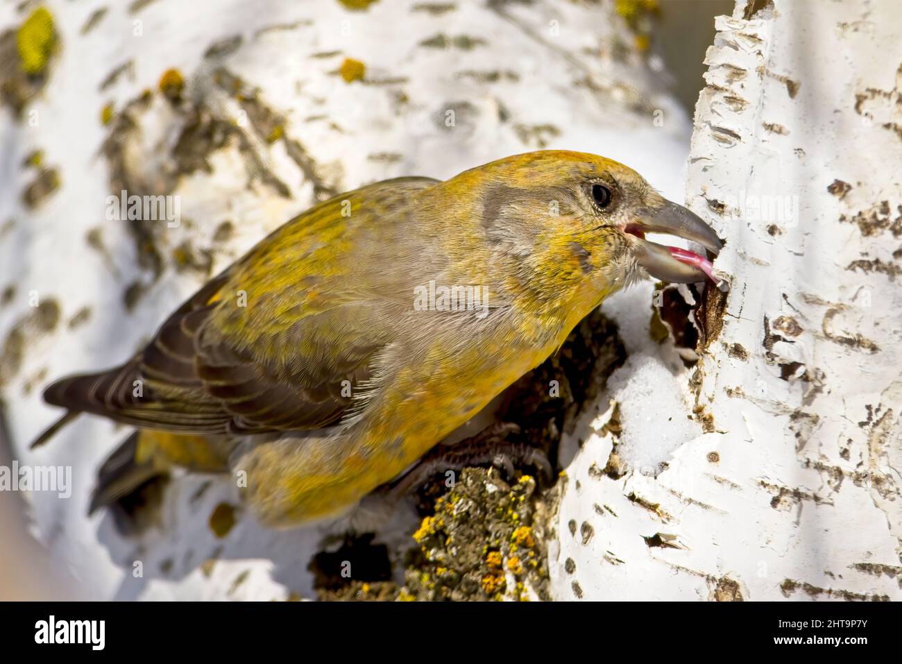 Female red crossbill hi-res stock photography and images - Alamy