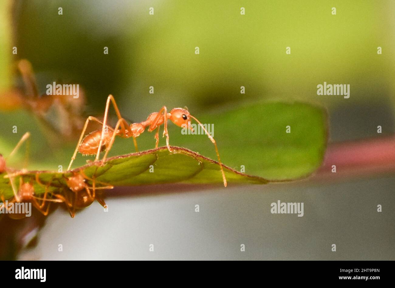 Weaver ants (Oecophylla smaragdina), family Formicidae on a leaf Stock ...