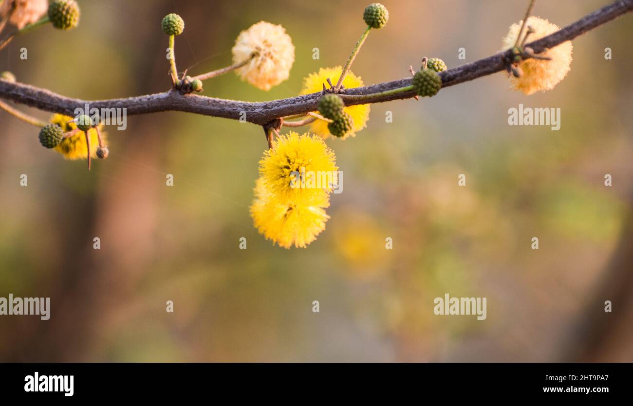 Acacia nilotica tree hi-res stock photography and images - Alamy