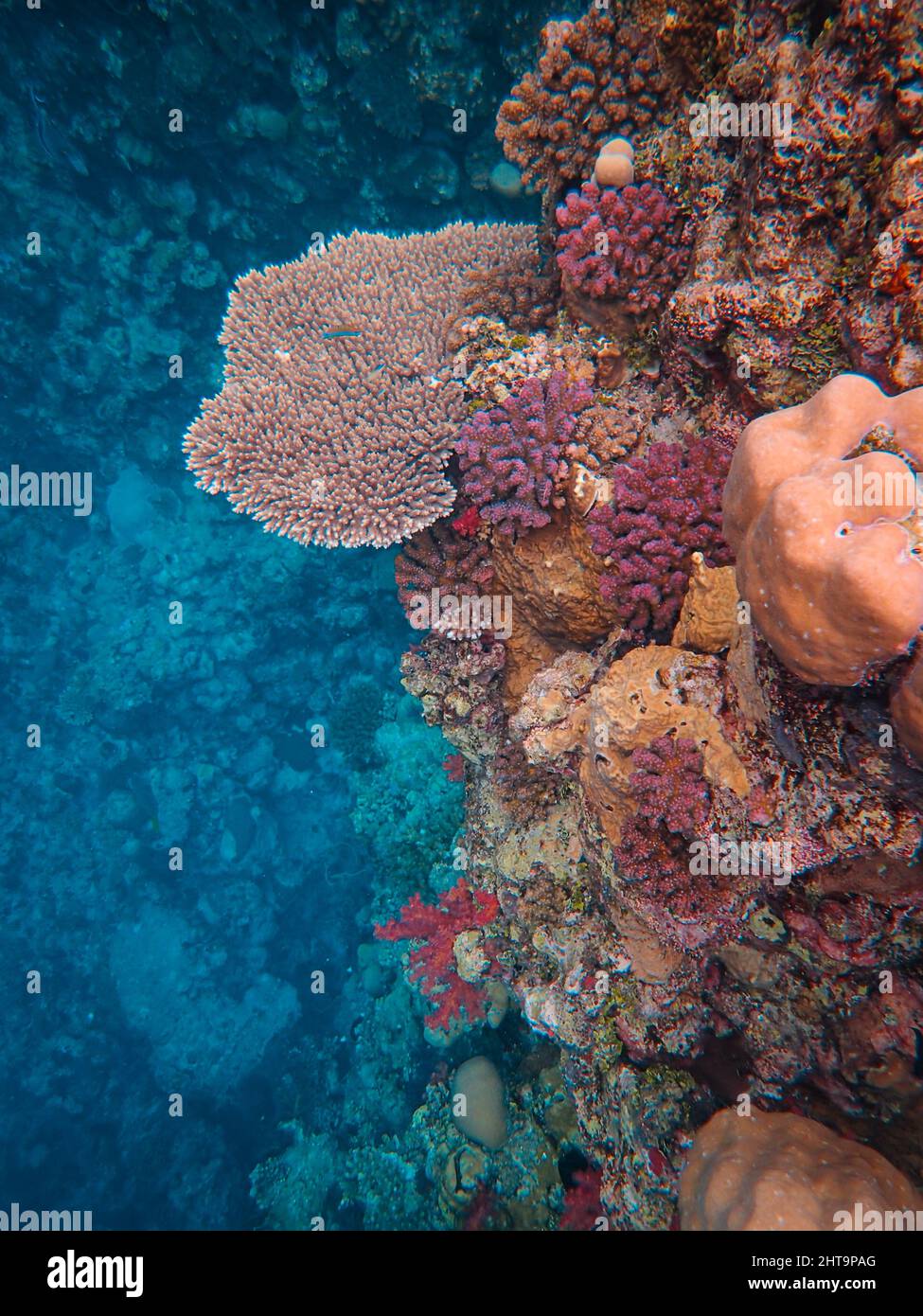 Beautiful coral reef underwater Stock Photo - Alamy