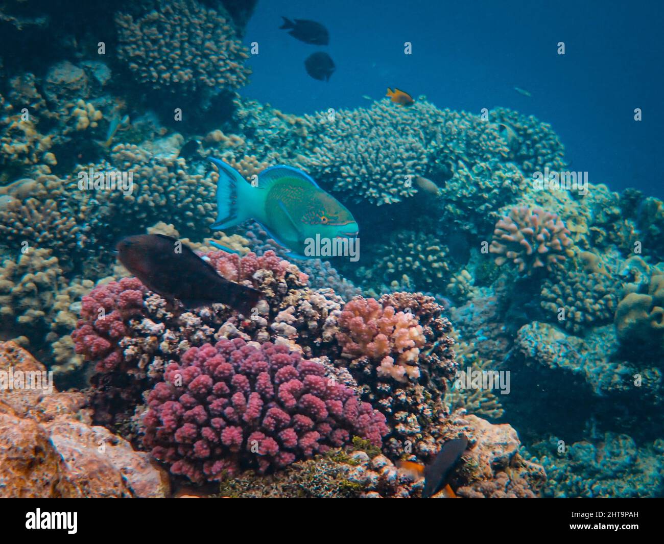 Beautiful coral reef underwater Stock Photo - Alamy