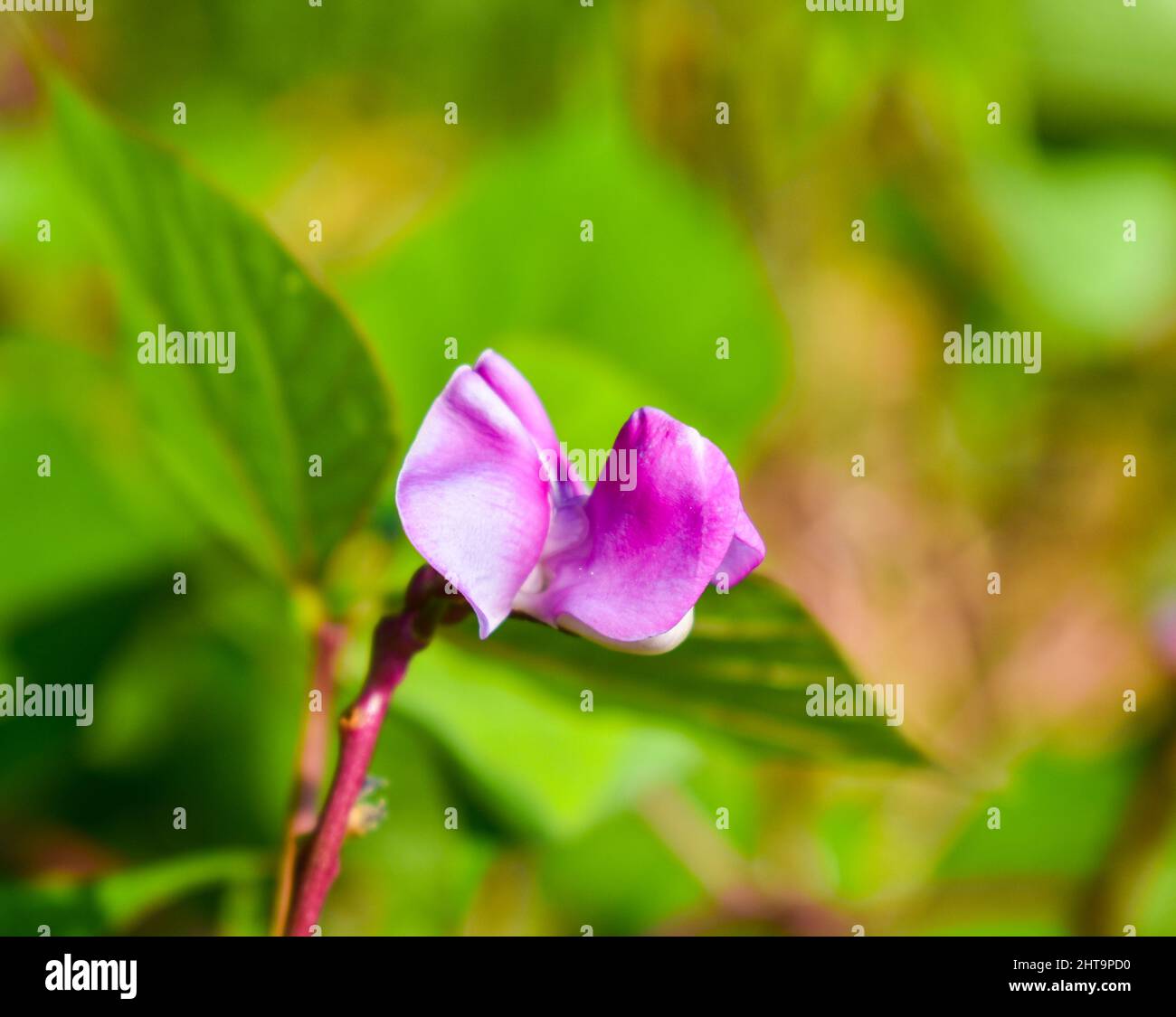 Flower of Hyacinth bean (Lablab purpureus), family Fabaceae, a multi ...