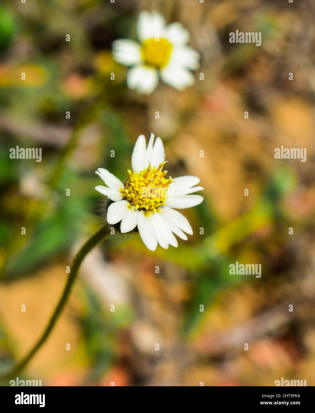 Tridax daisy or coatbuttons (Tridax procumbens), a weed and pest plant ...