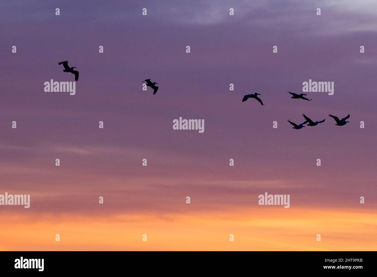 Horizontal background of flying birds silhouettes against vibrant ...