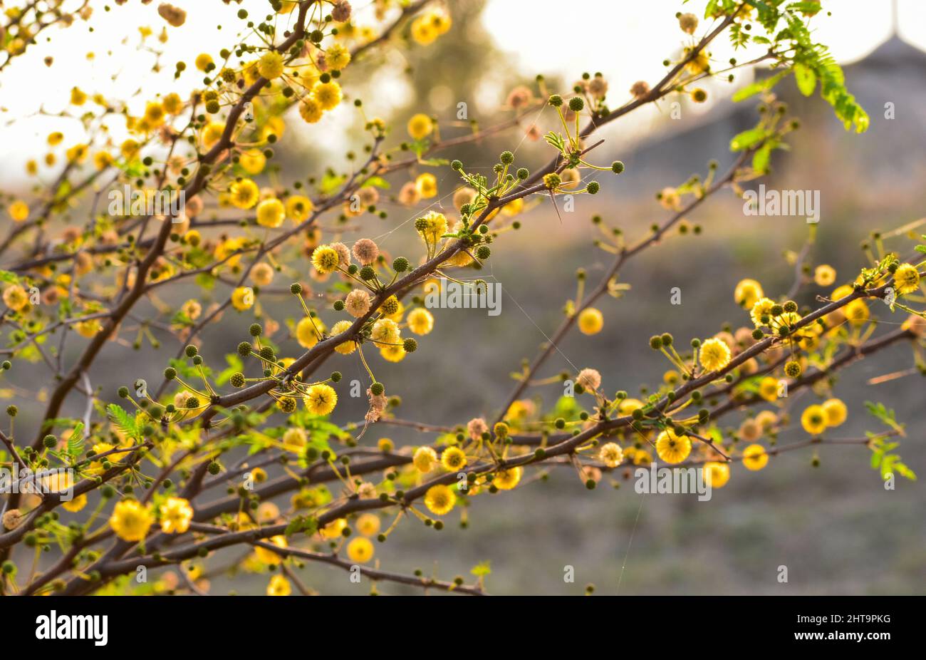 Branches of Babul (Acacia nilotica) tree Stock Photo - Alamy