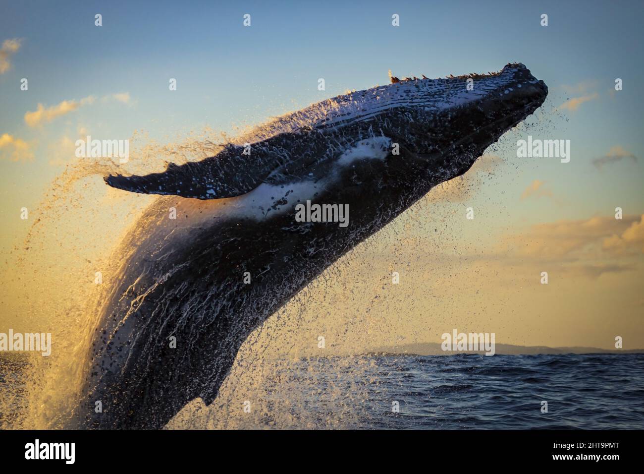 Humpback whale breaching close to our whale watching vessel during ...
