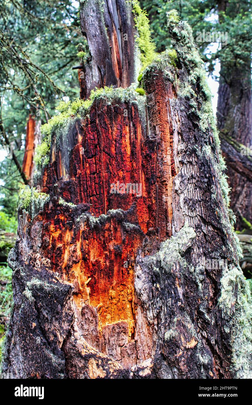 Old dried tree stump covered in moss in Yellowstone Park Stock Photo ...