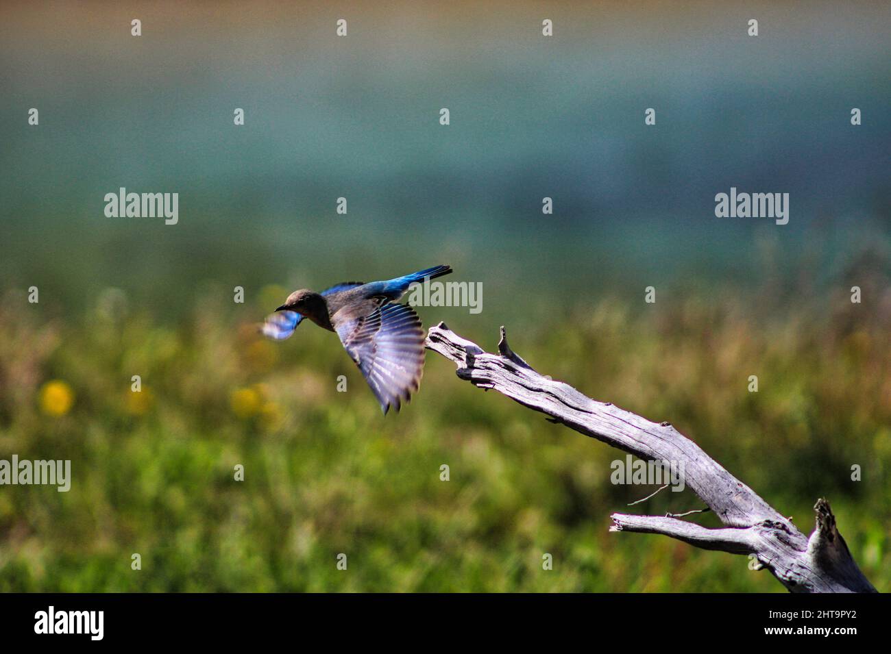Blue bird flying from a dead branch Stock Photo - Alamy